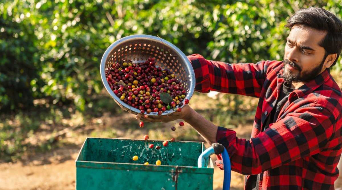 Understanding Decaf Coffee: Exploring the Process and a Delicious Reci ...